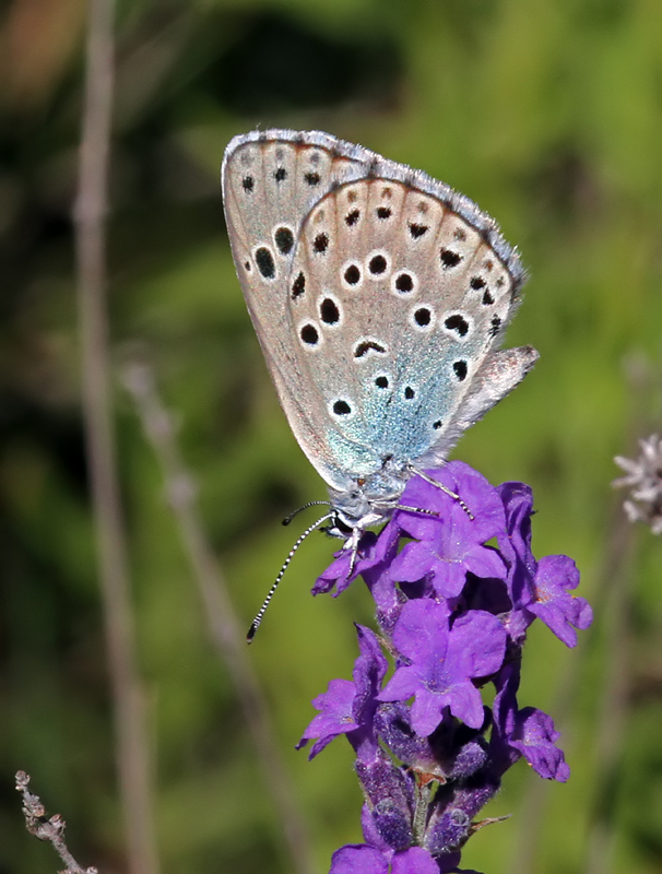 Large Blue (c) Michael Chown - Greenwings Wildlife Holidays