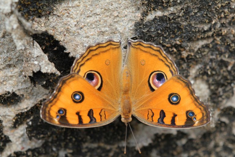 Butterflies of Goa - Greenwings Wildlife Holidays