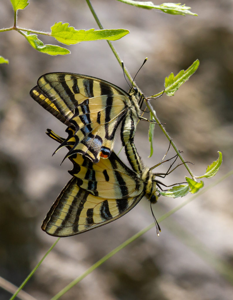 Butterflies of The Italian Alps 2026 - Greenwings Wildlife Holidays