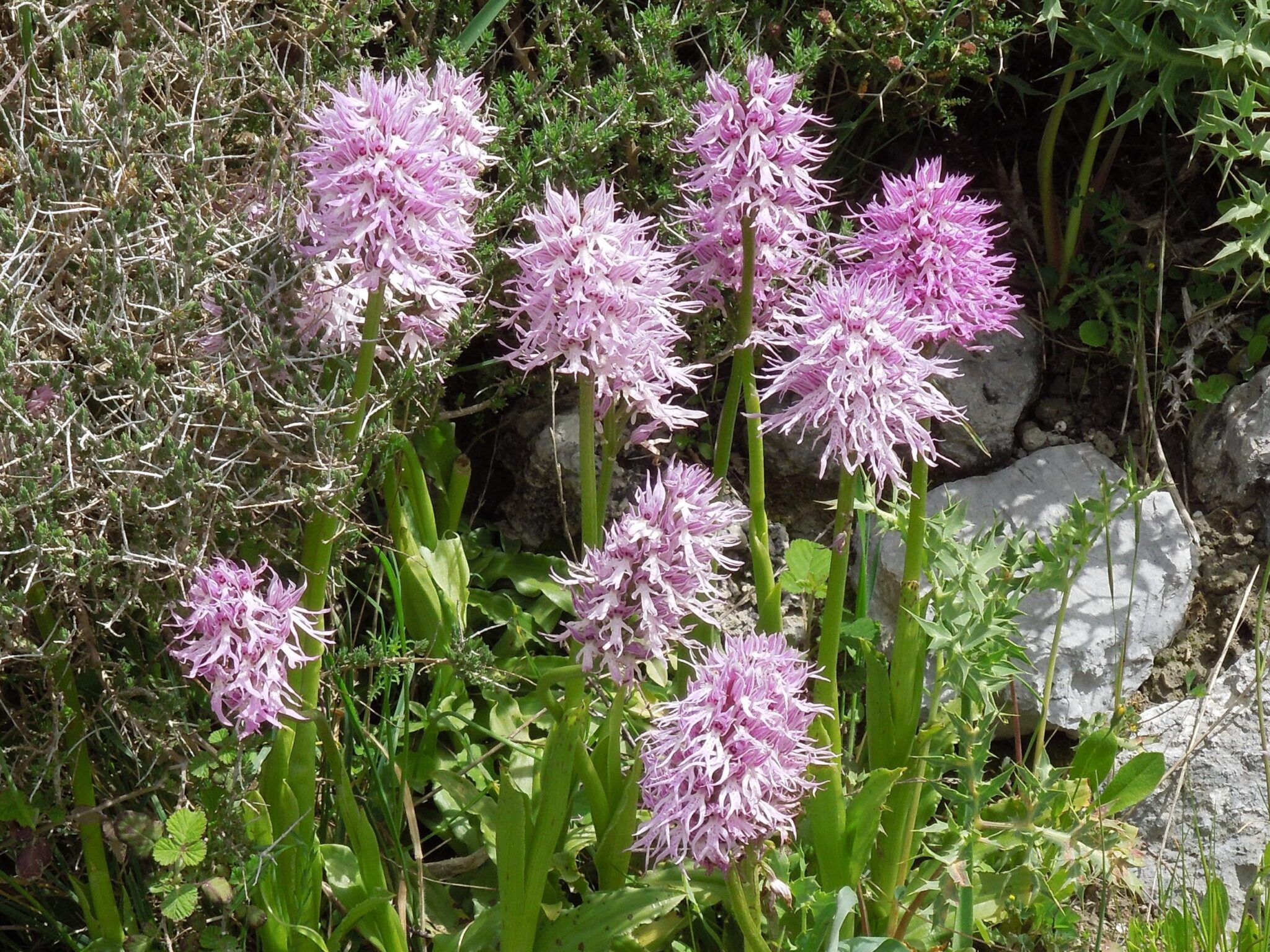 Naked Man Orchid, Orchis italica_Crete Spring 2019_Kathy Gay - Greenwings Wildlife Holidays