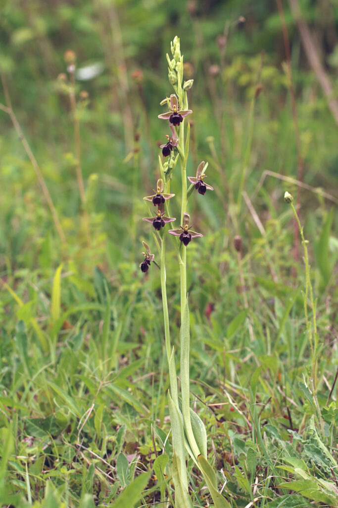 GTG Bee x Fly full plant - Greenwings Wildlife Holidays