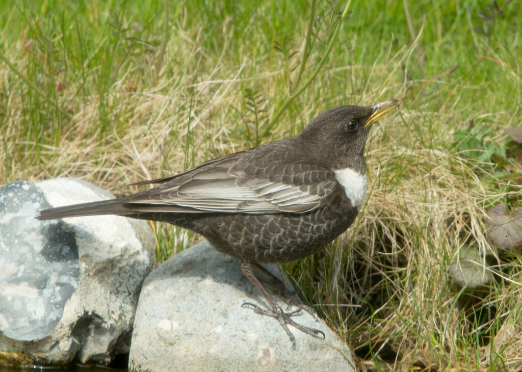 North Norfolk Coast Autumn Bird Migration: 18th Oct 2025 - Greenwings ...