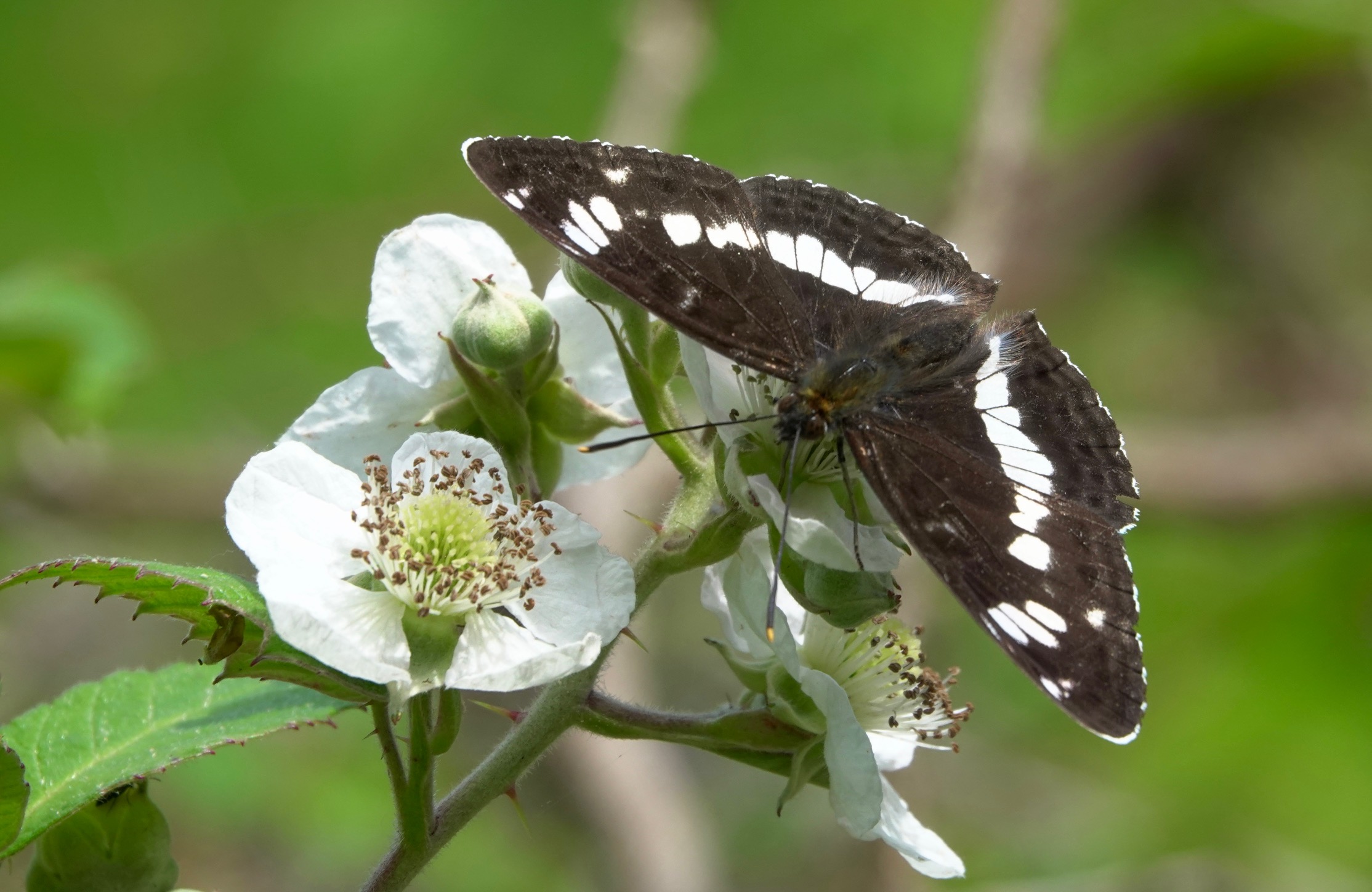 White Admiral, Limenitis camilla_Slovenia 2024_Markus Percic ...