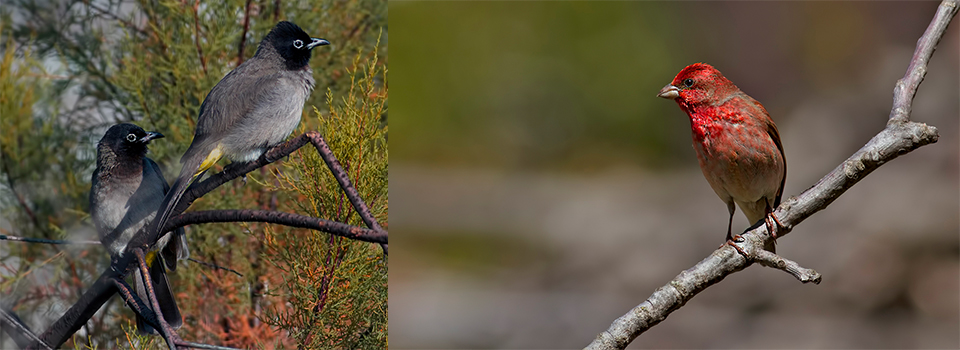 Butterflies of the Amanos Mountains - Greenwings Wildlife Holidays