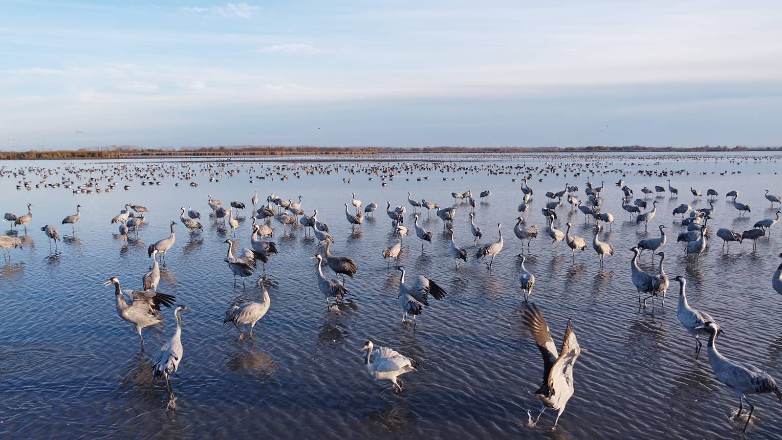 Winged Wonders: Hungarian Moths, Cranes, & Their Epic Journey ...