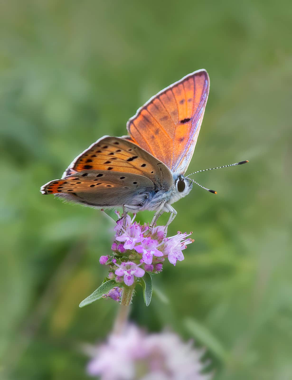 Purple-shot Copper_Butterflies of Southern Greece_Julian D - Greenwings ...