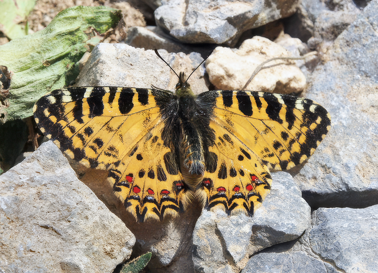 Cretan festoon (Zerynthia cretica female form ochracea)_Crete Spring ...